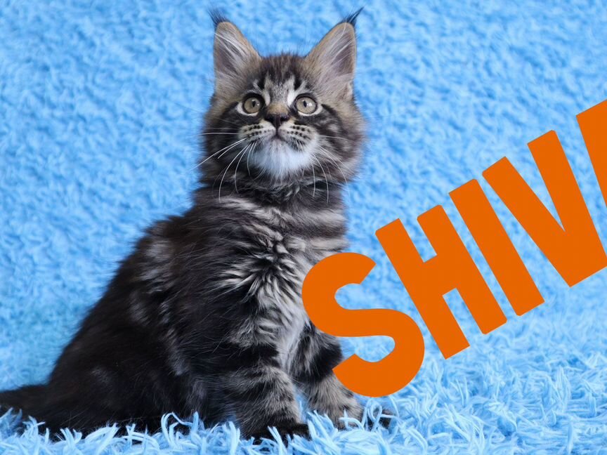 Девочка Мейн Кун от родителей Чемпионов