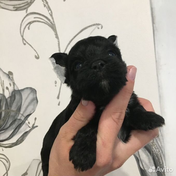 Чёрный Йорк