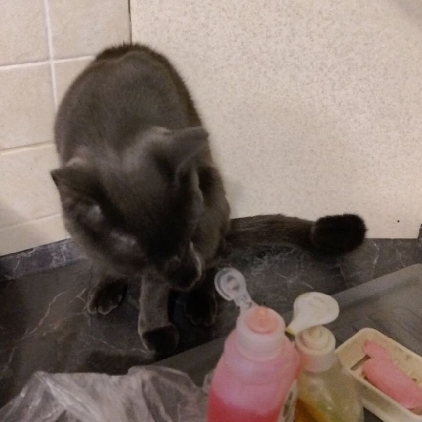 Котик британ