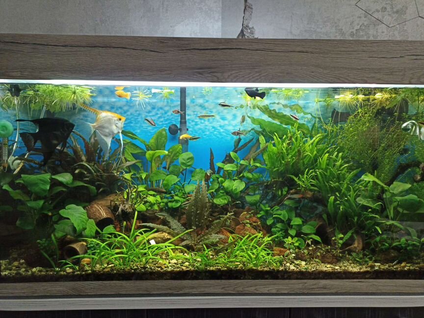 Аквариумные растения