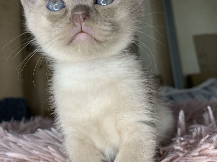 Бурманские котятки