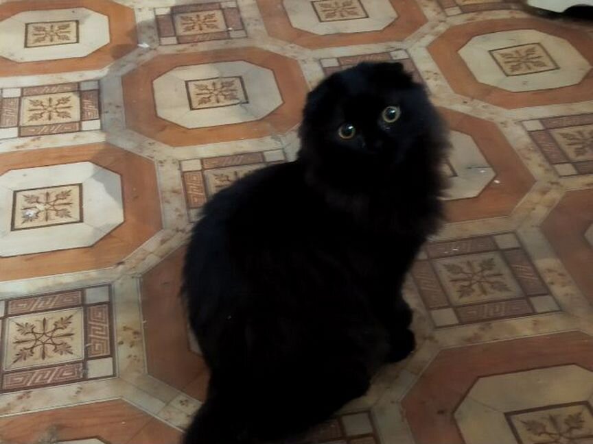 Шатланская кошка