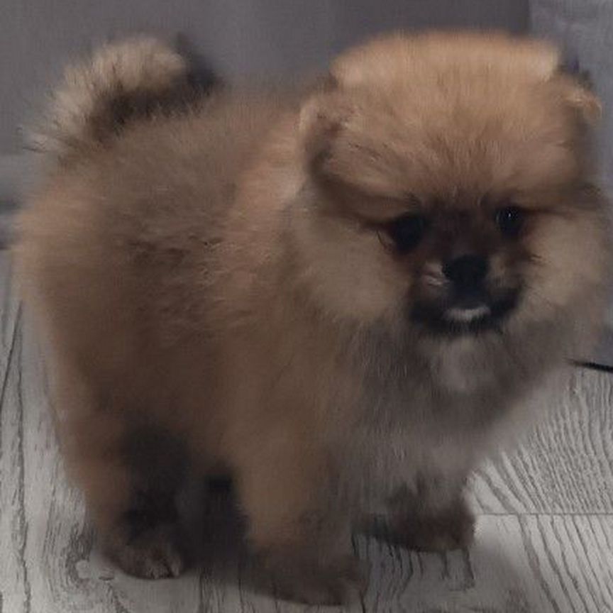 Померанский шпиц, щенок