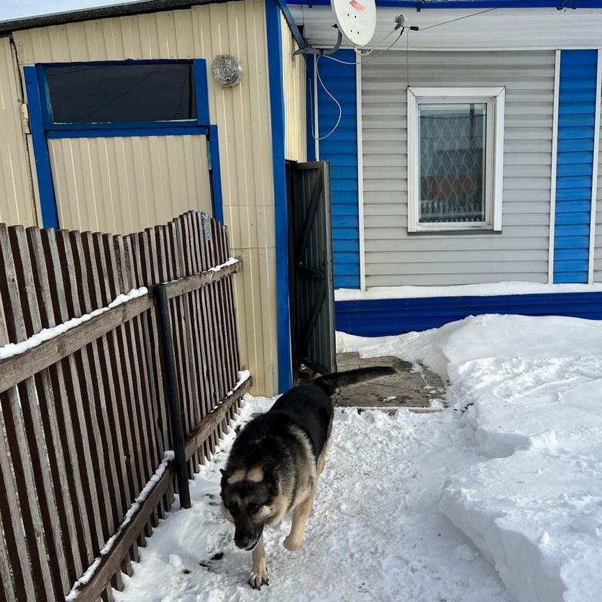 Отдам бесплатно