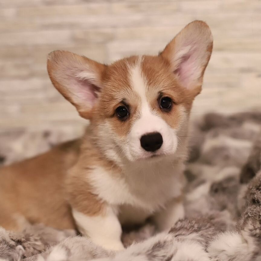 Вельш Корги Пемброк, щенок