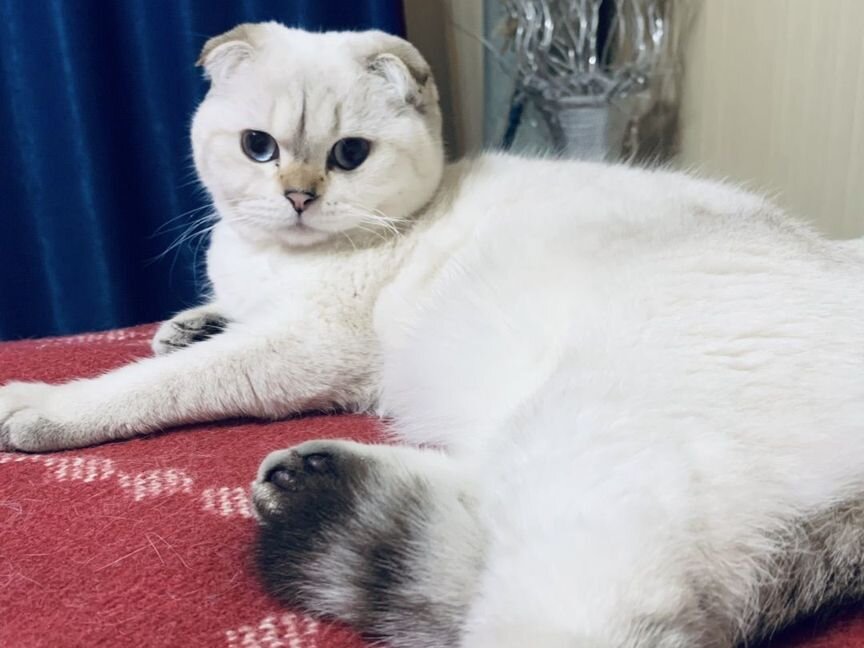Шотландская