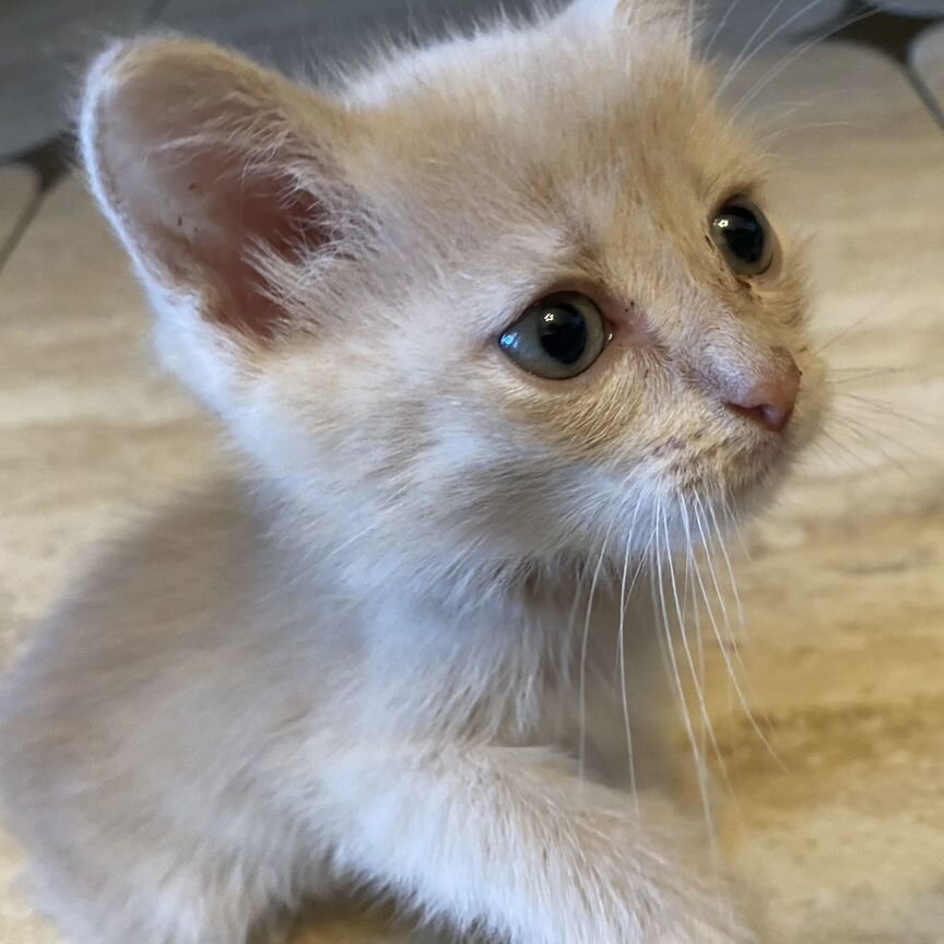 Симпатичный рыжий котенок в добрый руки
