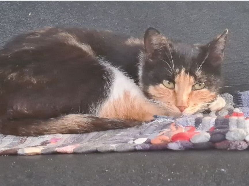 Кошка в дар