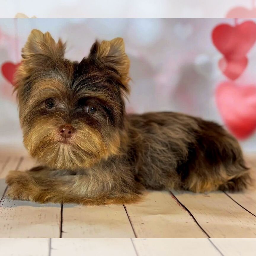 Йоркширский терьер, щенок