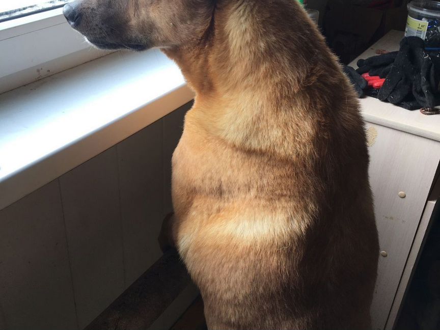 Собака