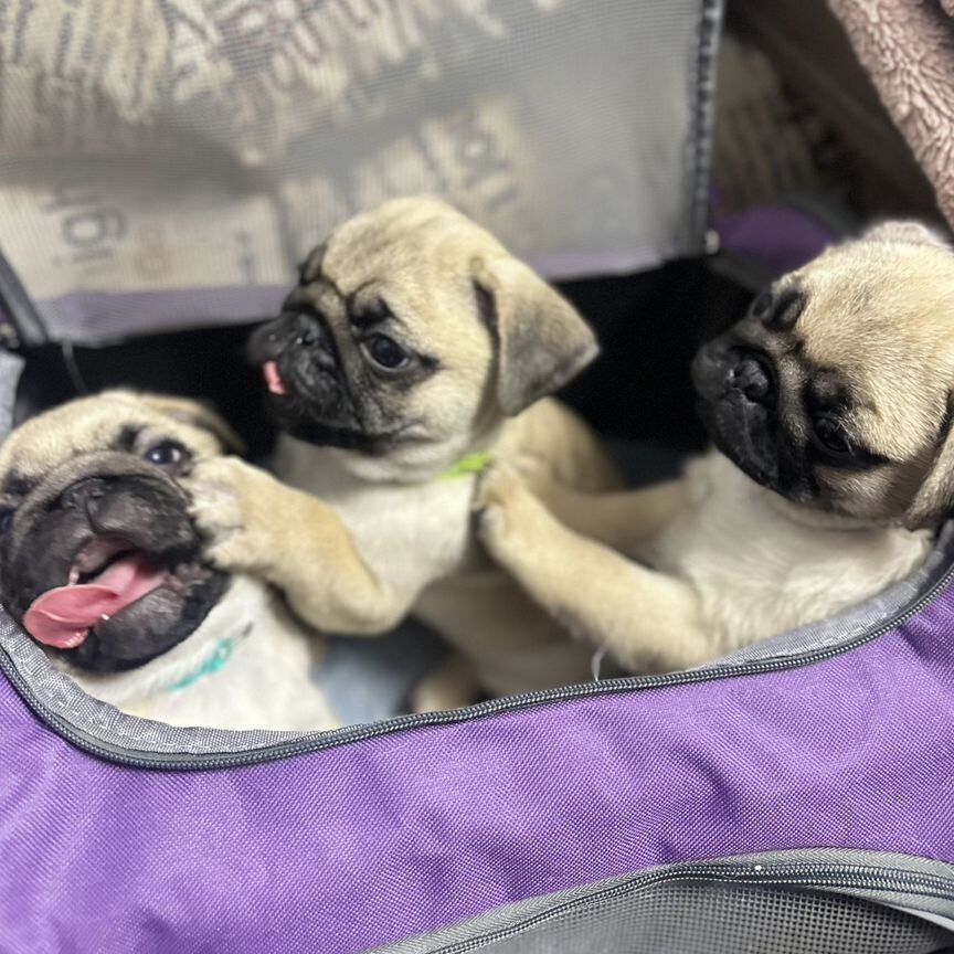 Мопс, щенок