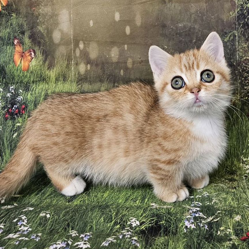 Манчкин котёнок