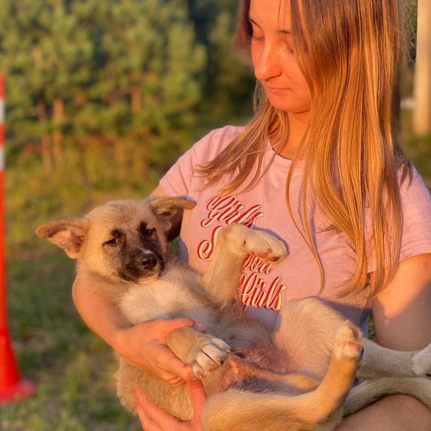 Фьюжн 3 месяца щенок