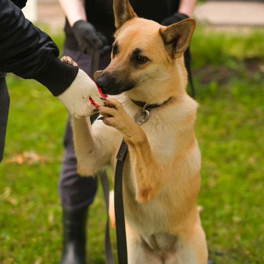 Собаки из приюта: смышлёная Катрин