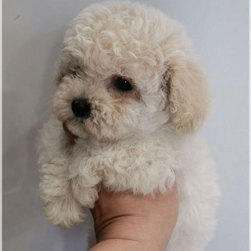 Мальтипу, щенок