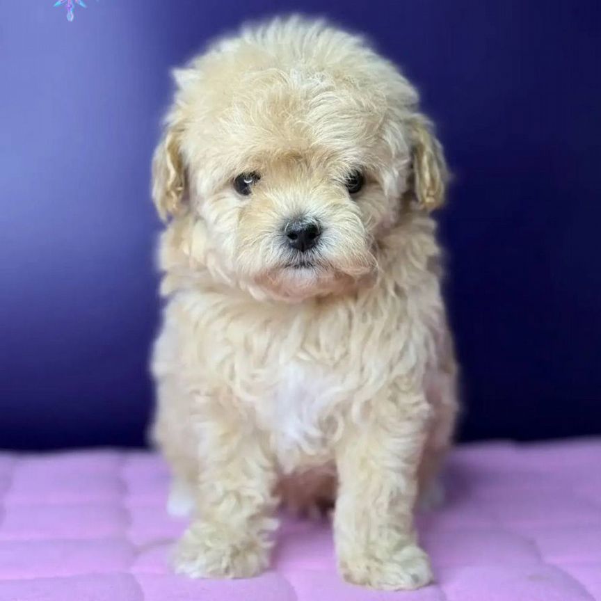 Мальтипу, щенок