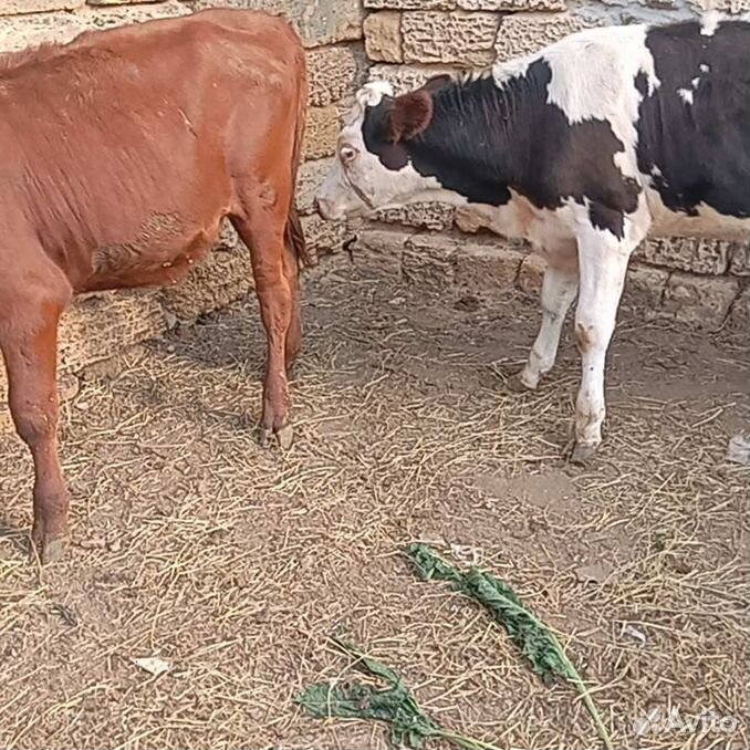 Продам Телочек