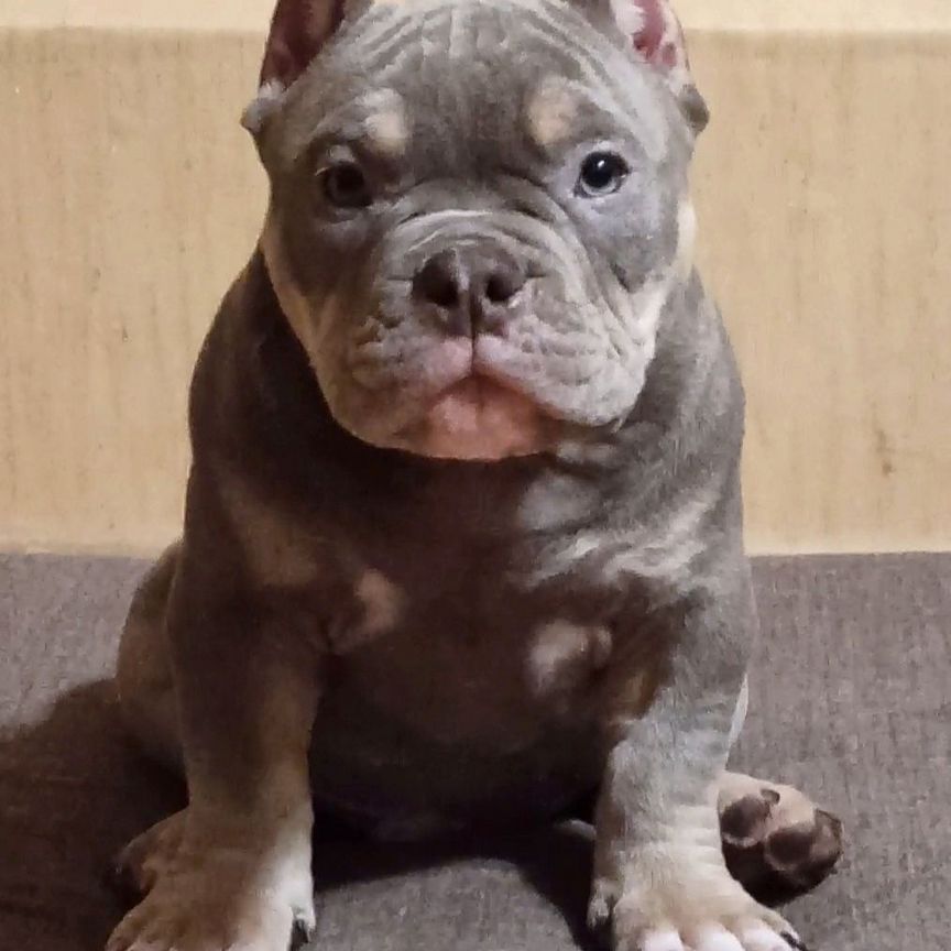 Американский булли экзот мальчик