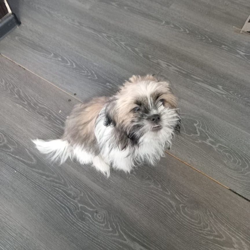 Щенки ши-тцу