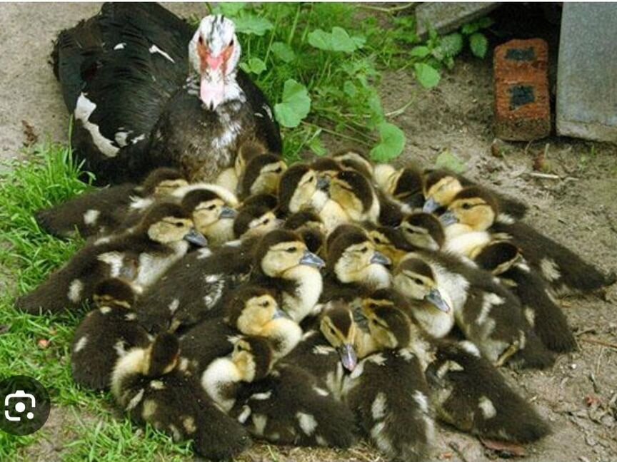 Мускусные утки продажа