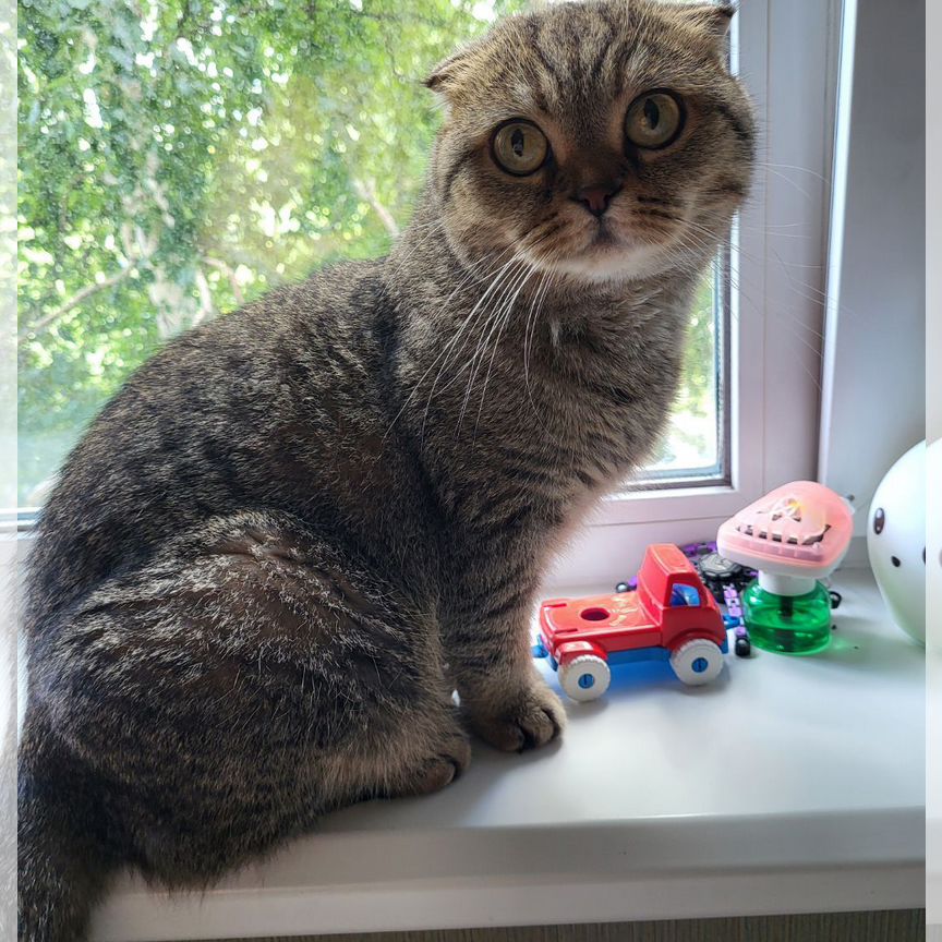 Отдам Шотландская вислоухая кошка
