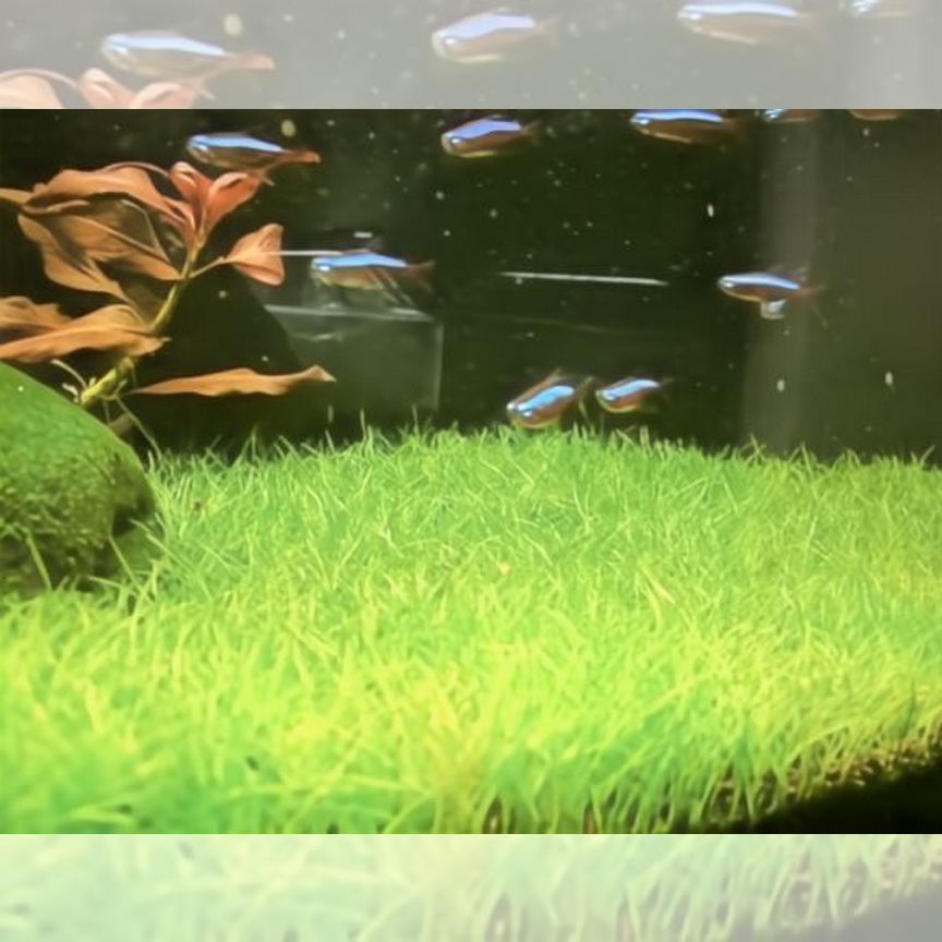 Аквариумные растения