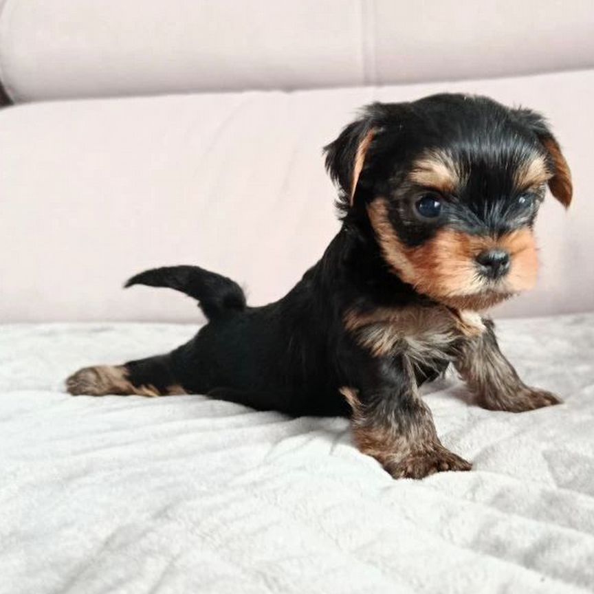 Йоркширский терьер, щенок