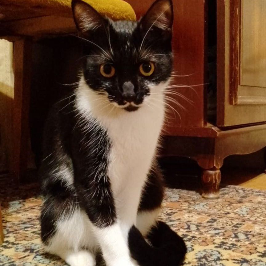 Маркизка Дикки 2 года