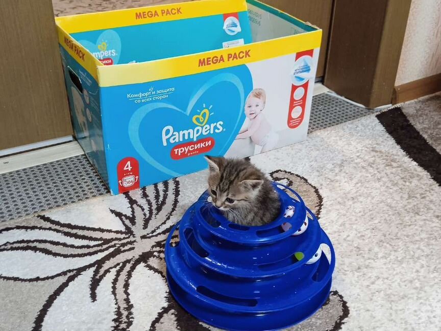 Отдам котят в добрые руки от кошки мышиловки