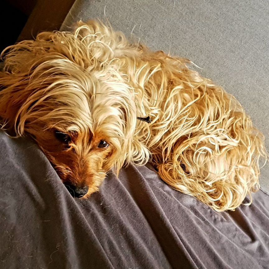 Йоркширский терьер, взрослая собака