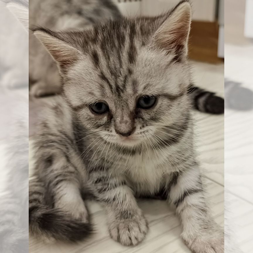 Котята шотландцы настоящие