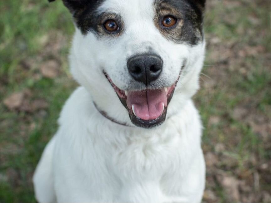 Милочка ищет дом