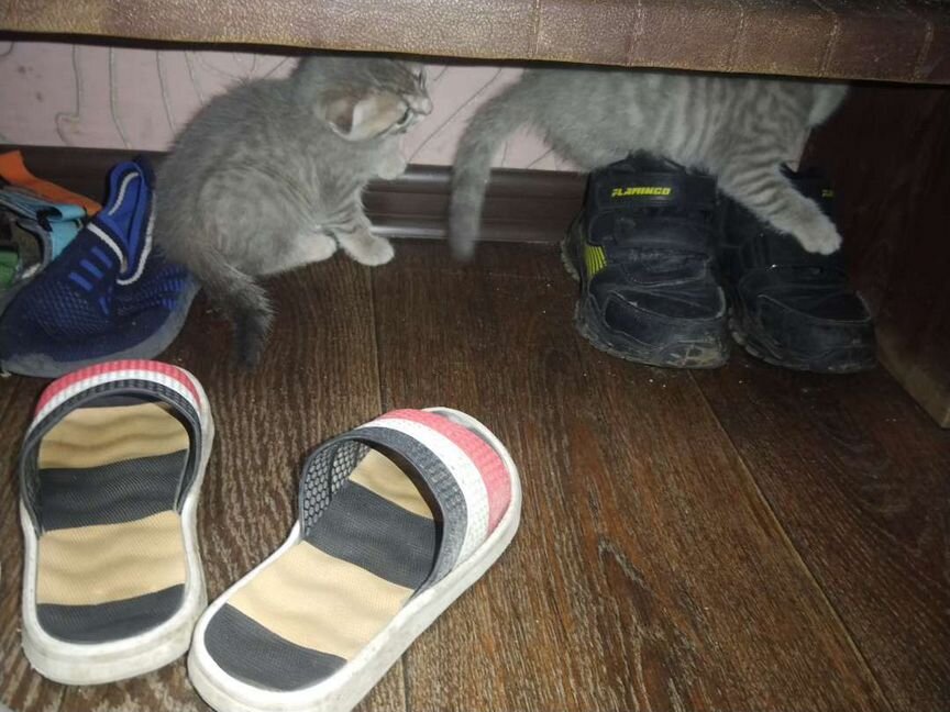 Кошки