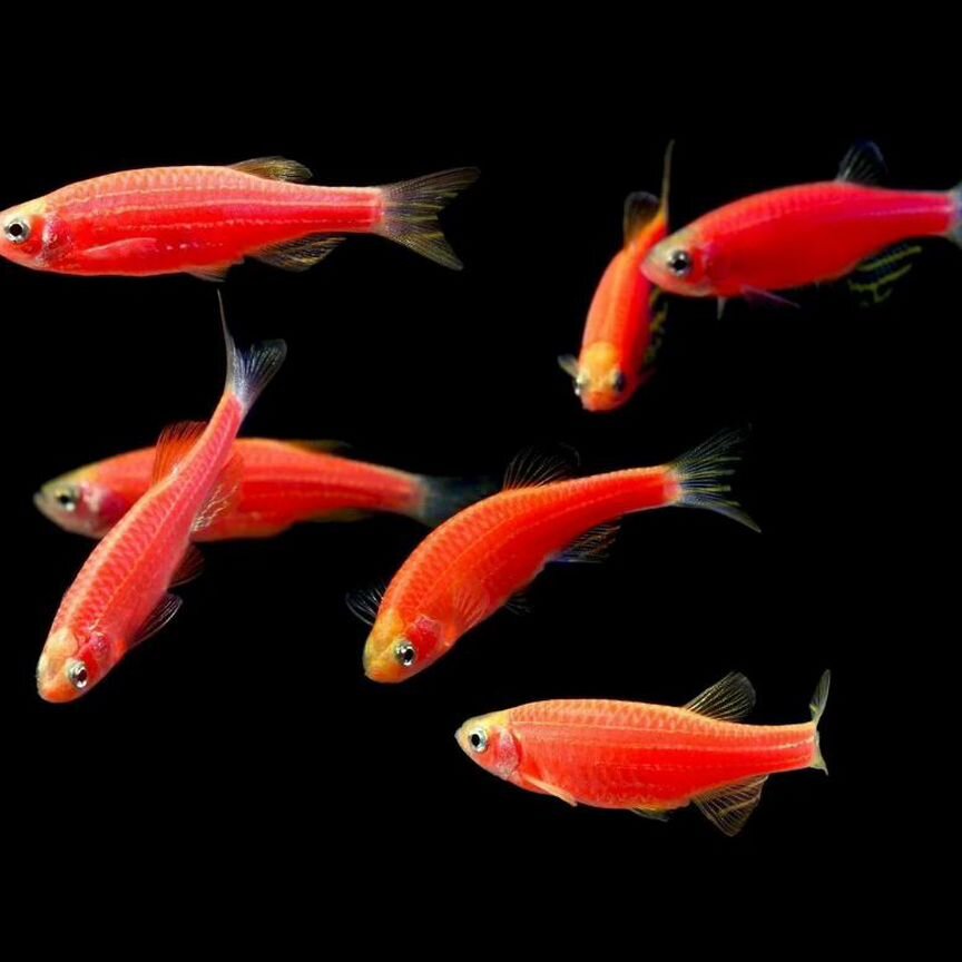 Данио глофиш