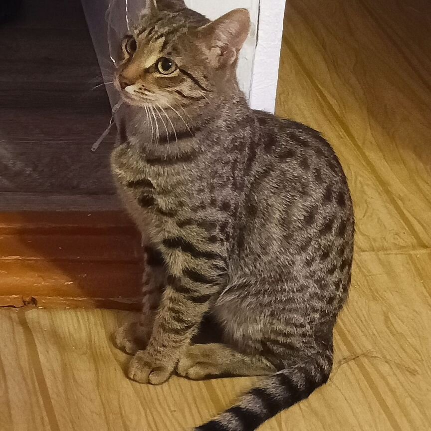 Египетская мау