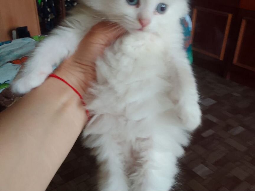 Котёнок турецкая ангора