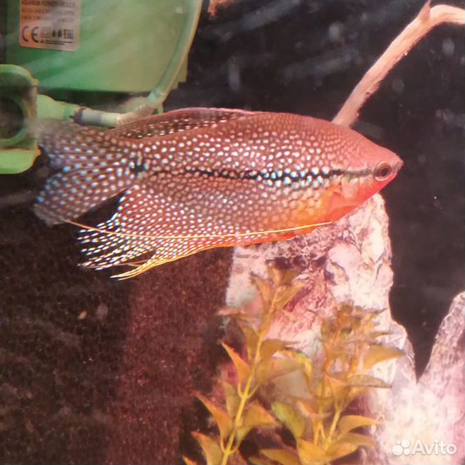 Пара жемчужных гурами