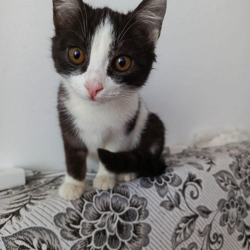 Котенок кот