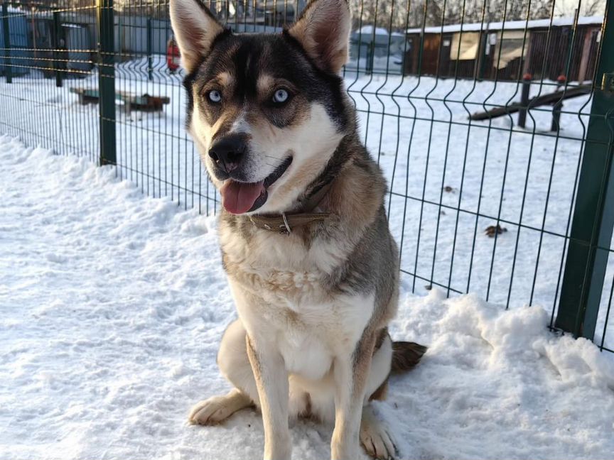 Красавица Алиса в добрые руки