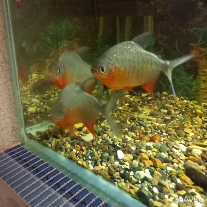 Пиранья паку (краснобрюхий)