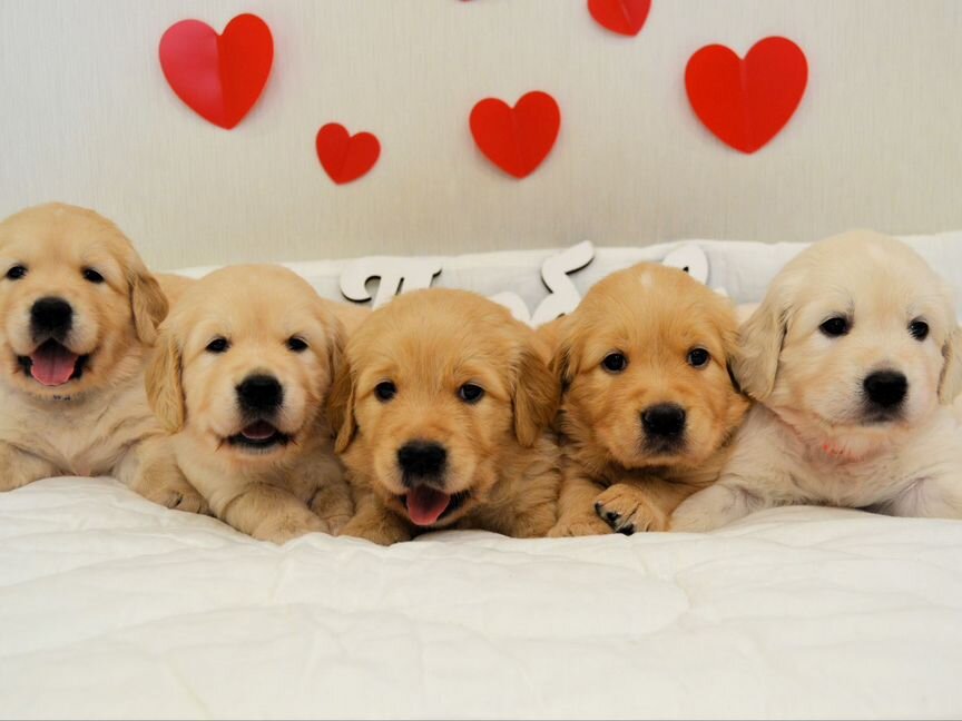 Щенки золотистого ретривера