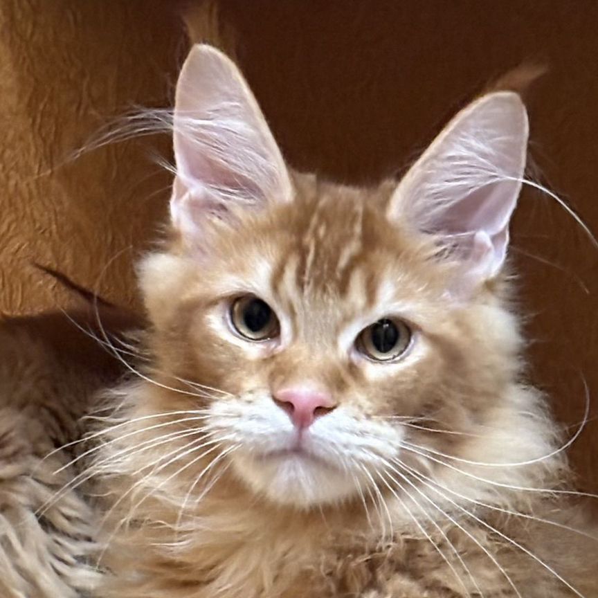 Мейн-кун котёнок