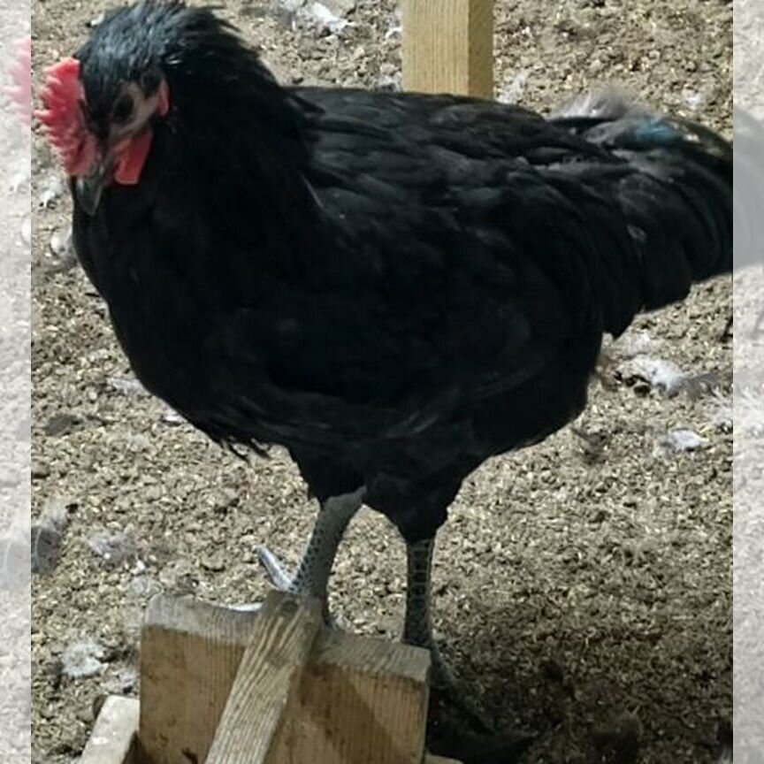 Куры и петухи