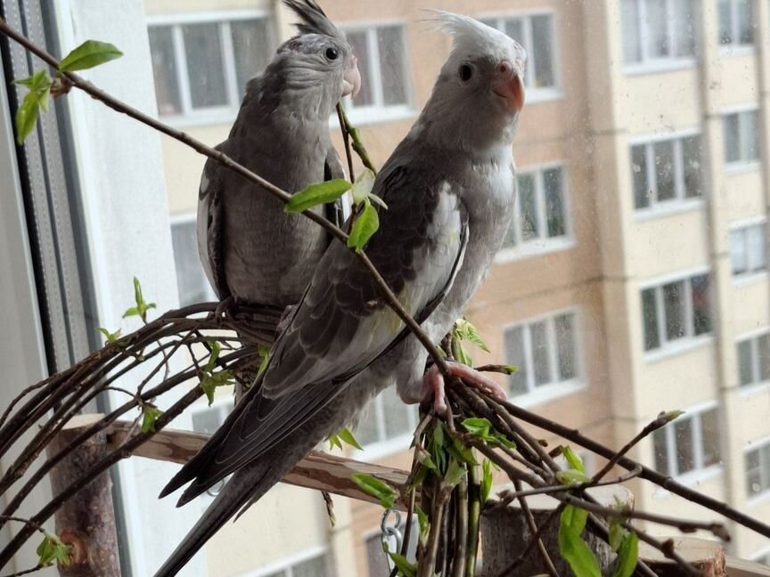 Ручные птенцы корелл