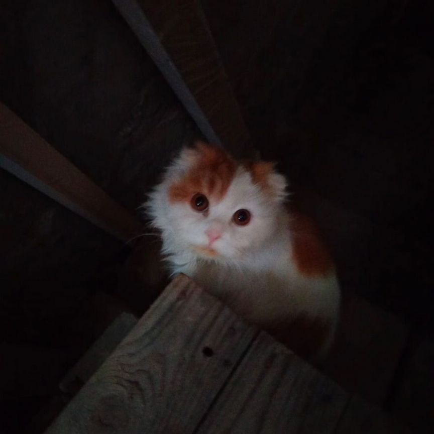 Кошку бросили, сейчас в подвале