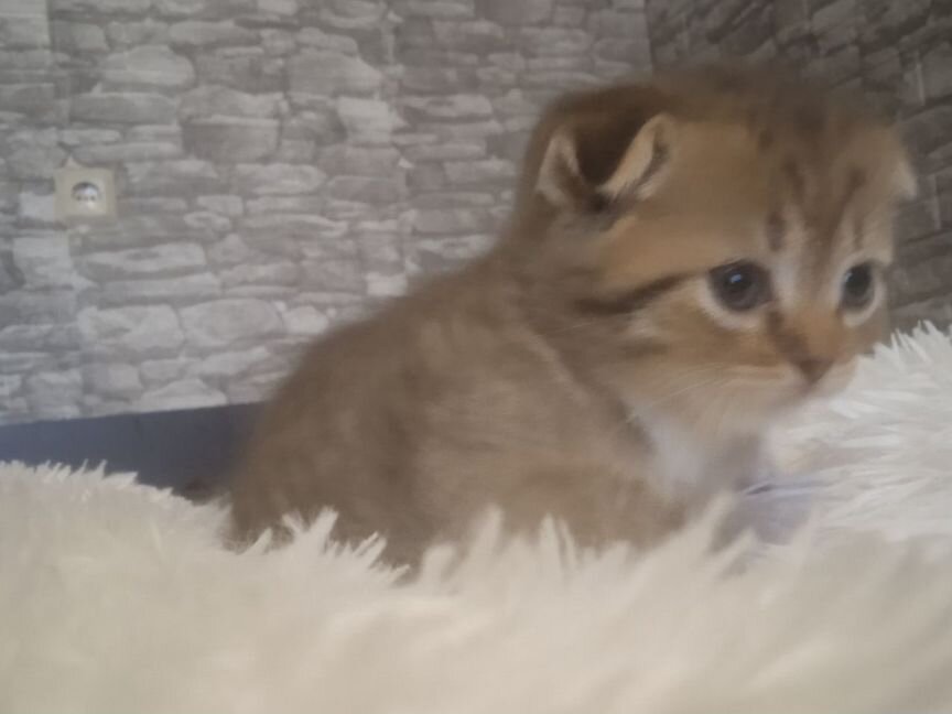 Шотландские котята Хайленд Фолд и Хайленд Страйт