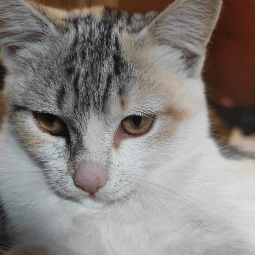 Котенок девочка котейка девочка