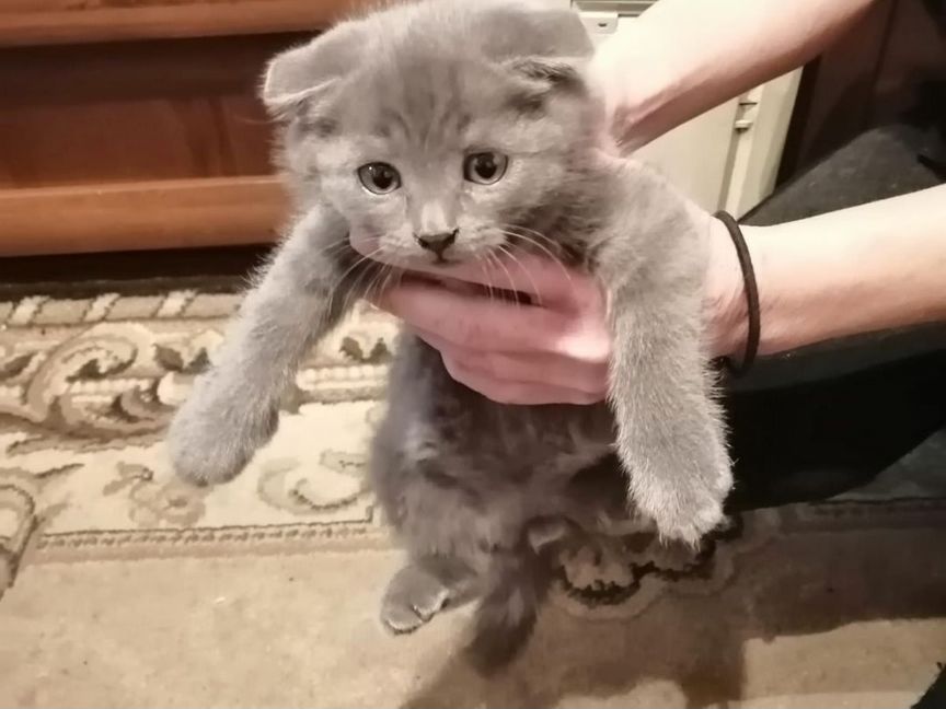 Шотландская