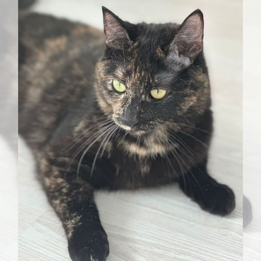 Взрослая, кошка в добрые руки