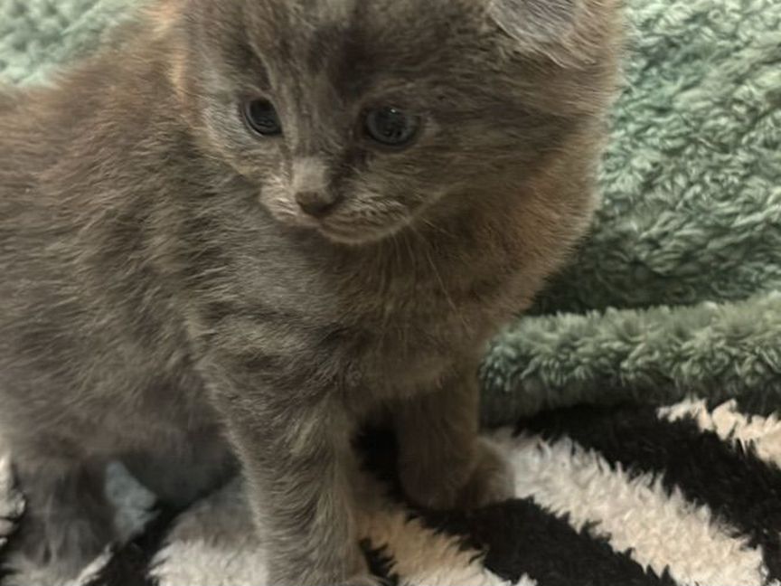 Продаю котят